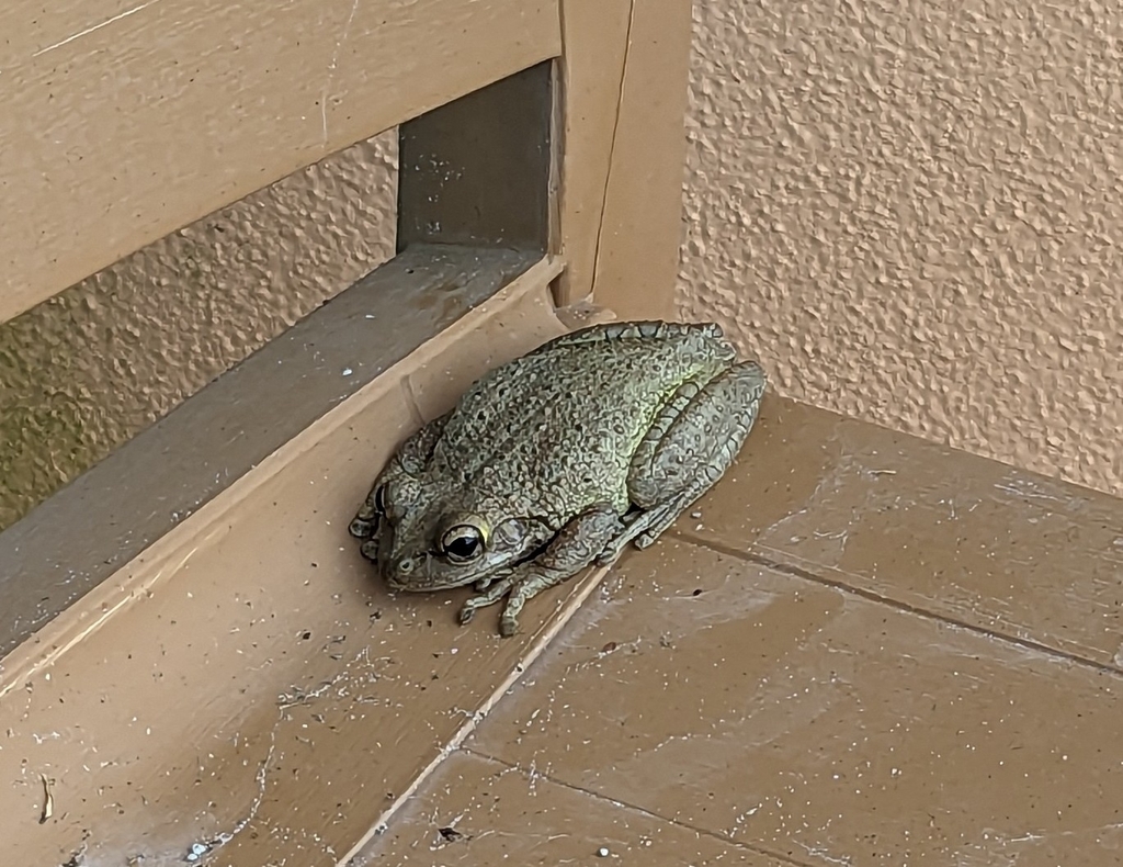 Cuban Tree Frog from St. Petersburg, FL 33701, USA on October 10, 2023 ...
