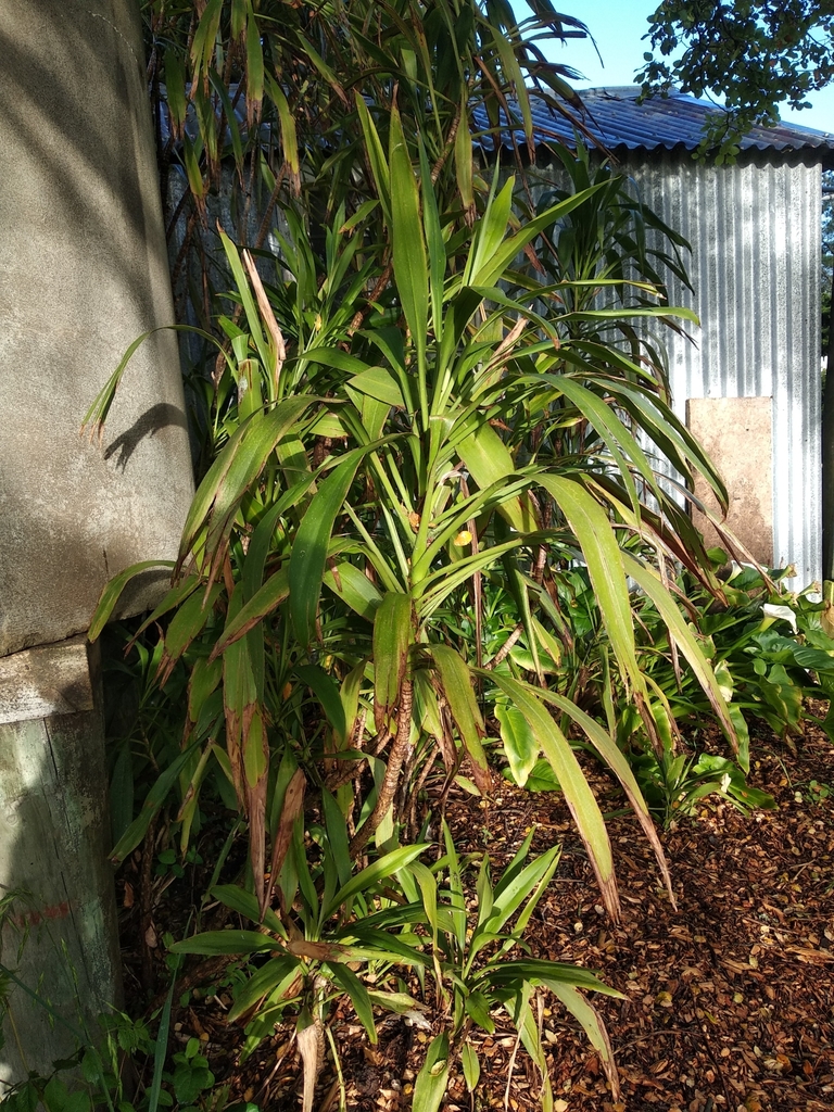 cabbage trees and allies from Tai Tapu, New Zealand on November 04 ...