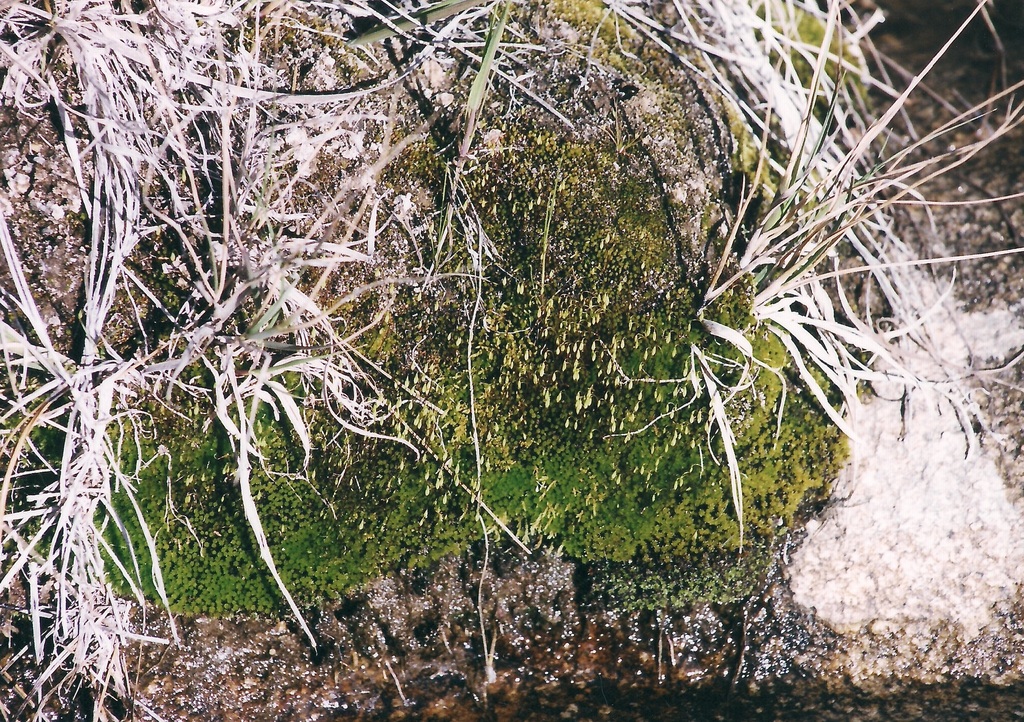 mosses from Riverside County, CA, USA on March 17, 2001 at 03:34 PM by ...