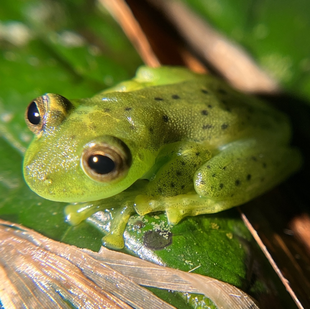 Emerald Glass Frog from SN Miguel Bancos, Pichincha, EC on October 28 ...