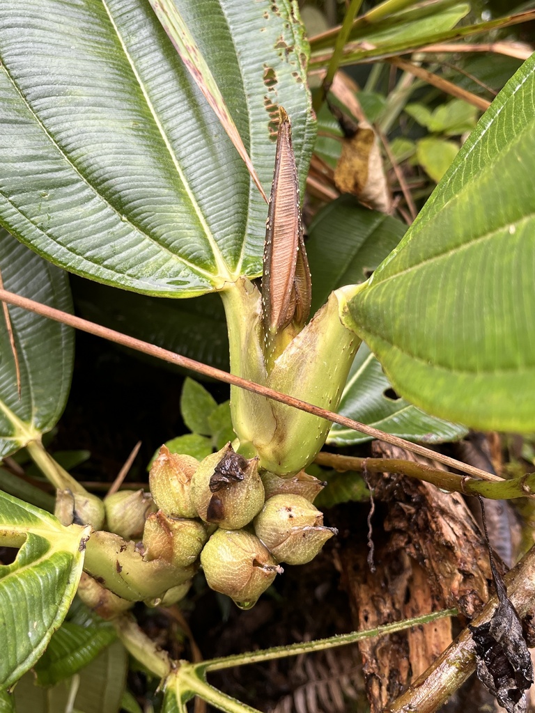 Blakea from Quito, Pichincha, EC on October 29, 2023 at 08:27 AM by ...
