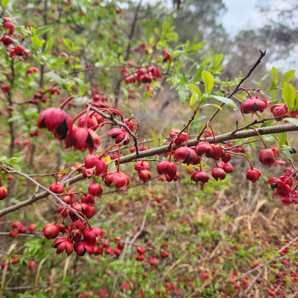 Small-leaved plane from Victoria Point QLD 4165, Australia on November ...