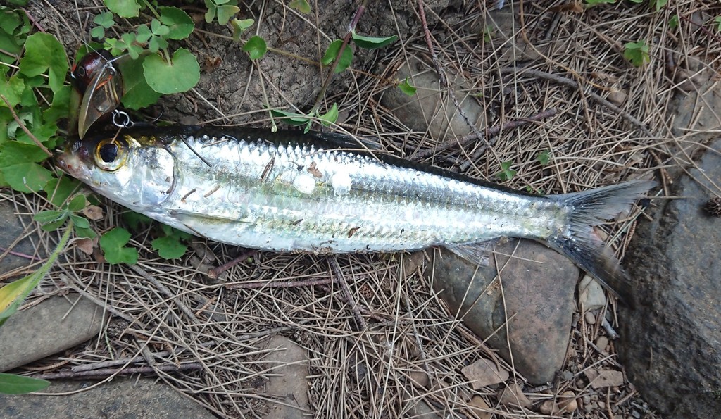 Freshwater Herring from Shoalhaven - Pt B, AU-NS, AU on March 9, 2019 ...