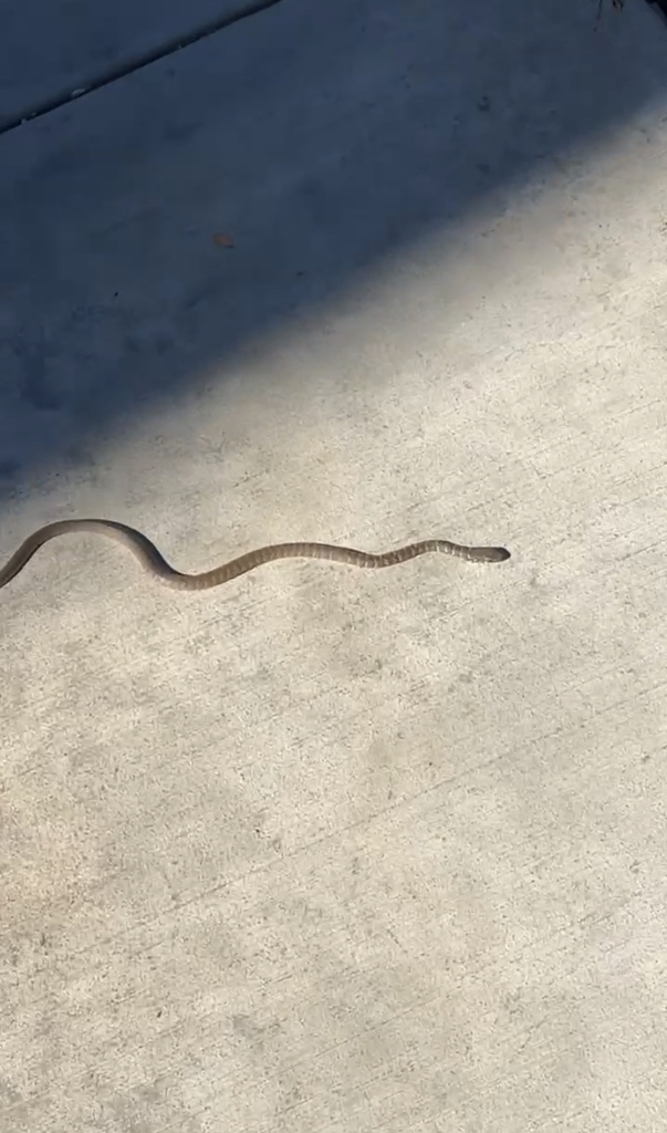 Red Coachwhip from Quail Run Rd, Riverside, CA, US on October 4, 2023 ...