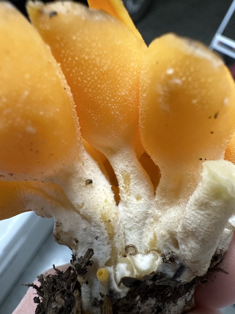 Stalked Orange-peel Fungus from Saint Maries, ID, US on October 23 ...