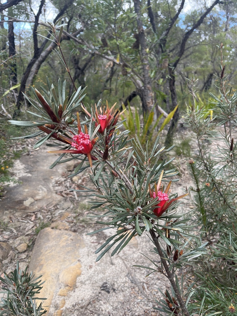 Mountain Devil from Royal National Park, Royal National Park, NSW, AU ...