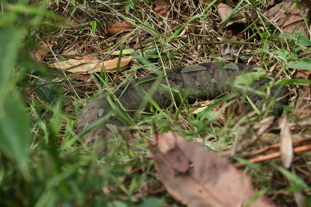 Rhinoceros Viper in March 2014 by Robert Ulph · iNaturalist