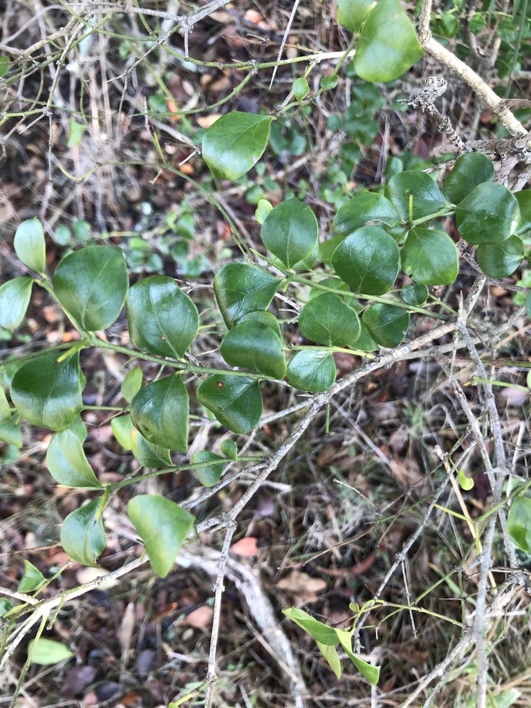 conkerberry from Tallegalla, QLD, AU on November 4, 2023 at 07:43 AM by ...