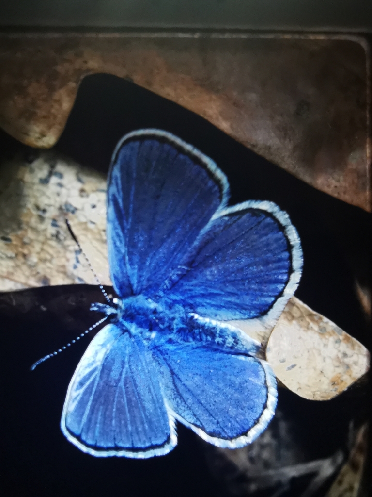 Karner Blue from Karner Blue Sanctuary on May 30, 1987 at 05:30 PM by ...