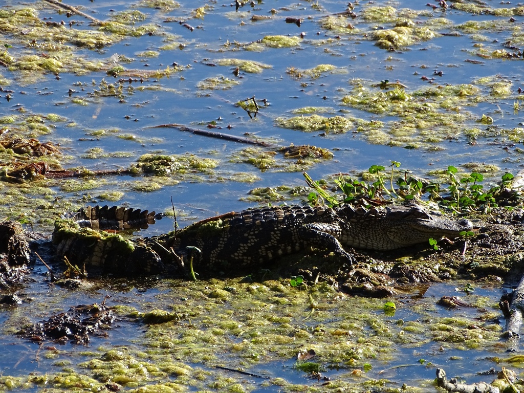 American Alligator from Huntington Beach State Park, Pawleys Island, SC ...