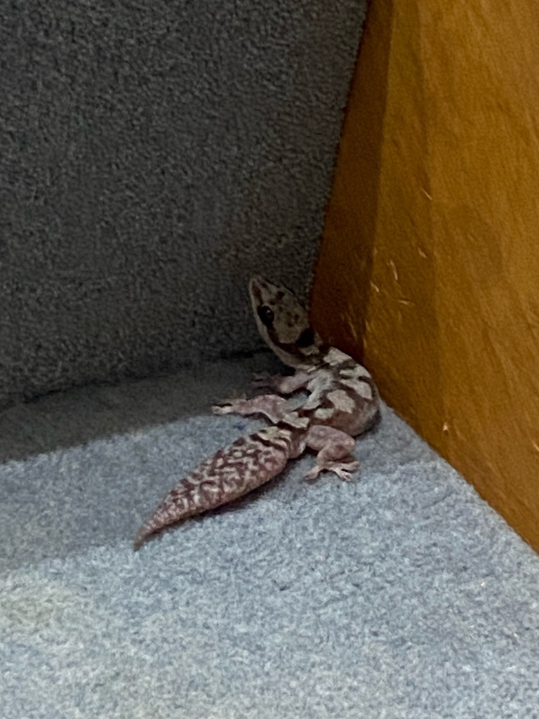 Robust Velvet Gecko in November 2023 by Andrew Wise. Found inside house ...