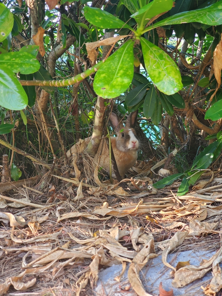 Domestic Rabbit from 519 Serakaki, Onna, Kunigami District, Okinawa 904 ...