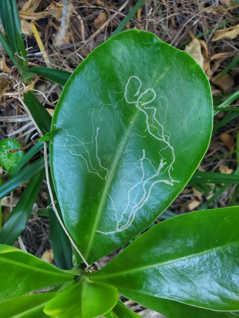Winged and Once-winged Insects from 519 Serakaki, Onna, Kunigami ...