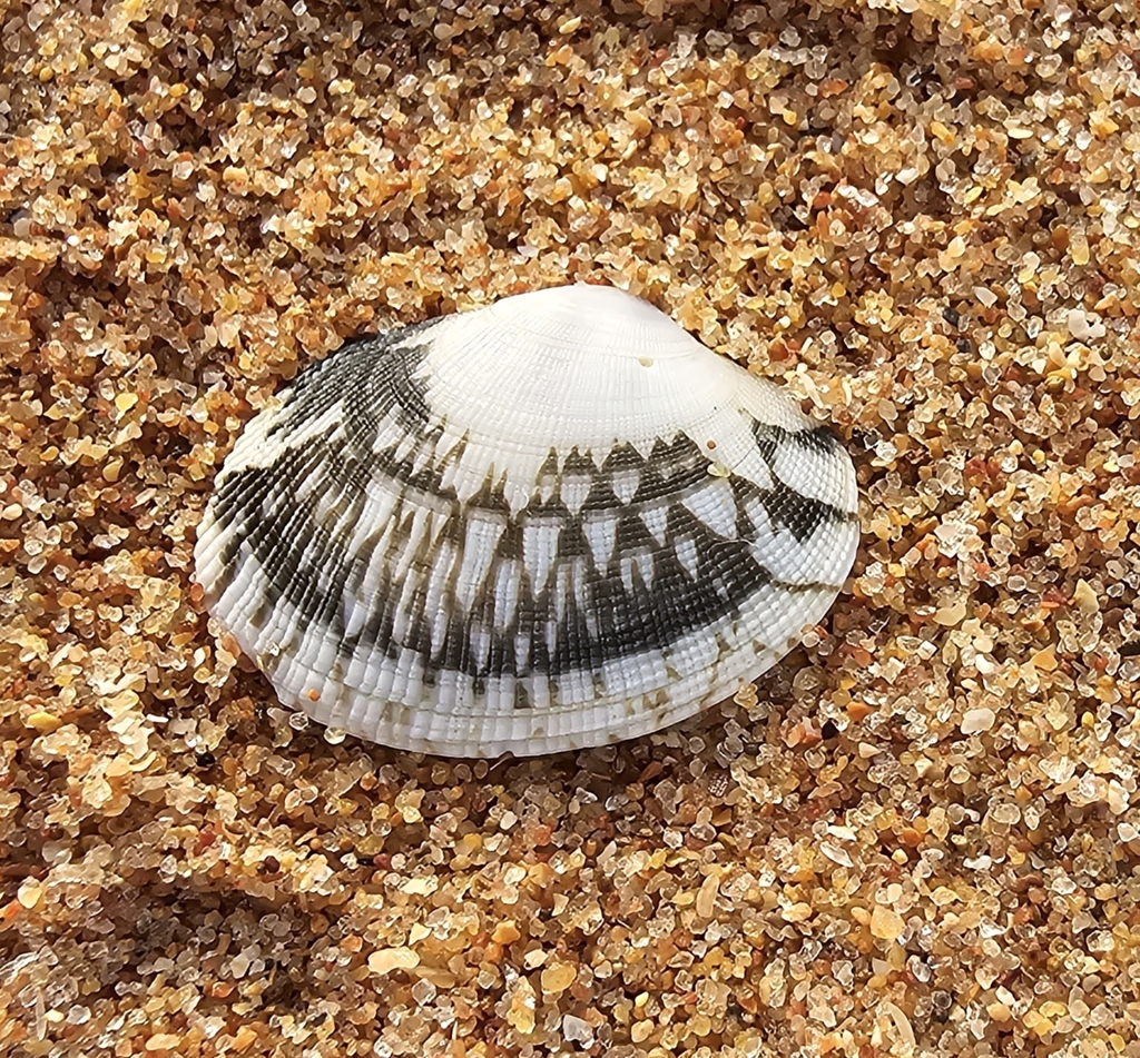 Tapestry shell from Port Hedland, WA, Australia on November 3, 2023 at ...