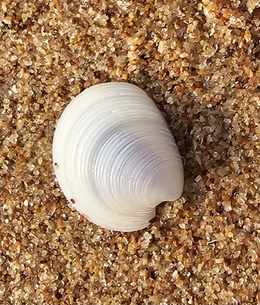 Venus Clams from Port Hedland, WA, Australia on November 3, 2023 at 07: ...