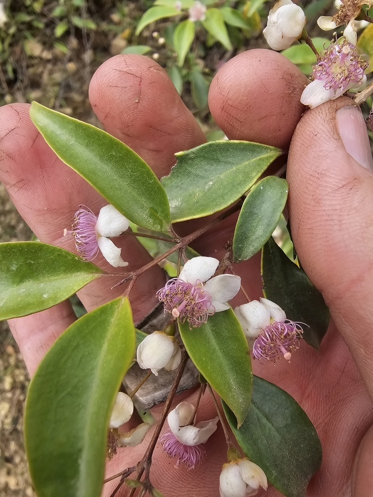 Rose Myrtle in November 2023 by Dan · iNaturalist
