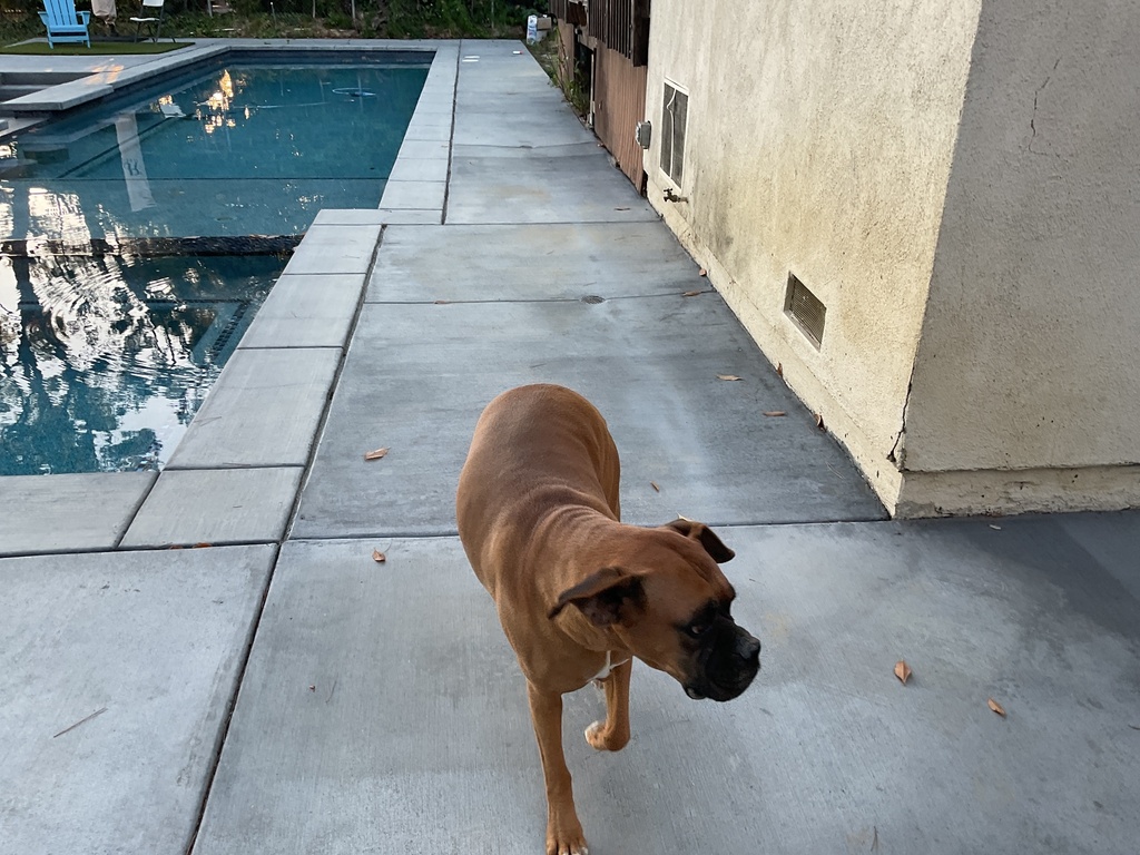 Domestic Dog from Friendly Hills Country Club, Whittier, CA, US on ...