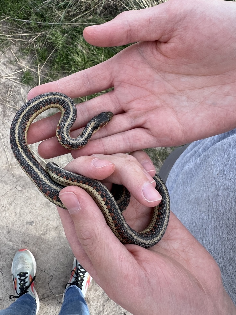 Valley Garter Snake from Farmington, UT, US on November 3, 2023 at 04: ...