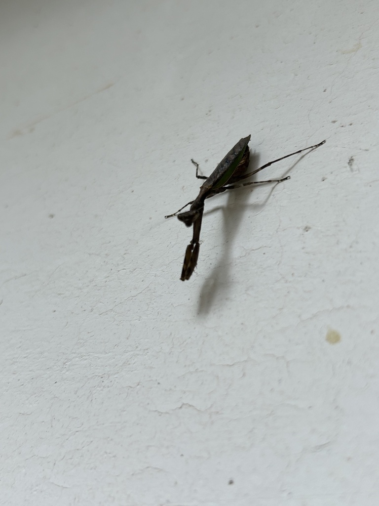 Japanese Boxer Mantis from Koya-Ryujin Quasi-National Park, Koya, Ito ...