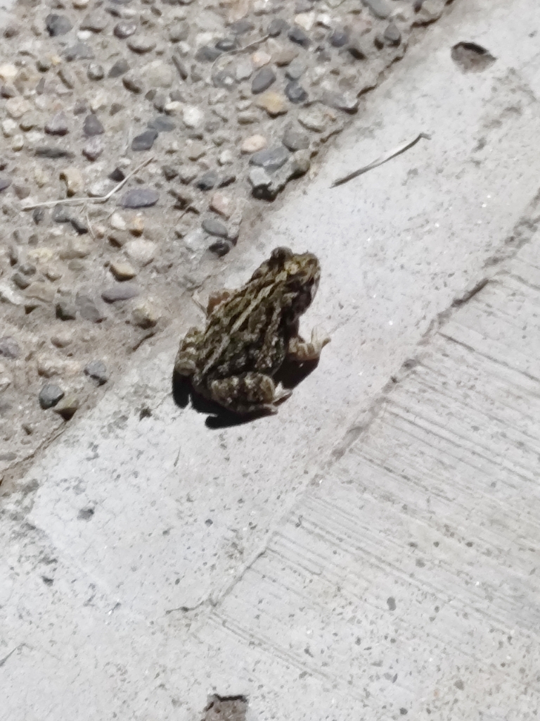 Marbled Toad from Puerto Vallarta on October 14, 2023 at 10:08 PM by ...