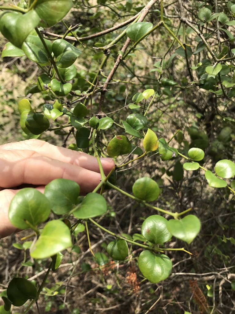 conkerberry from Woolshed Creek Rd, Tallegalla, QLD, AU on November 4 ...