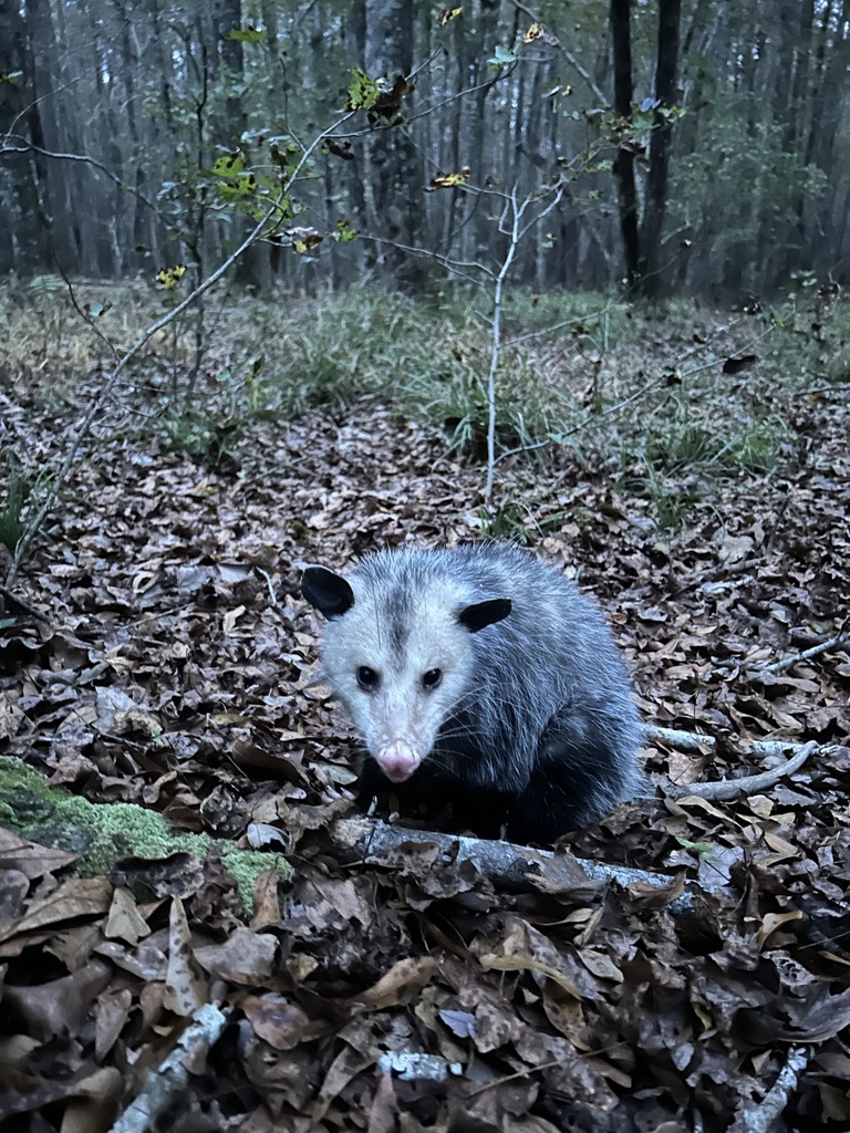 Virginia Opossum from Millen, GA, US on October 31, 2023 at 06:45 PM by ...