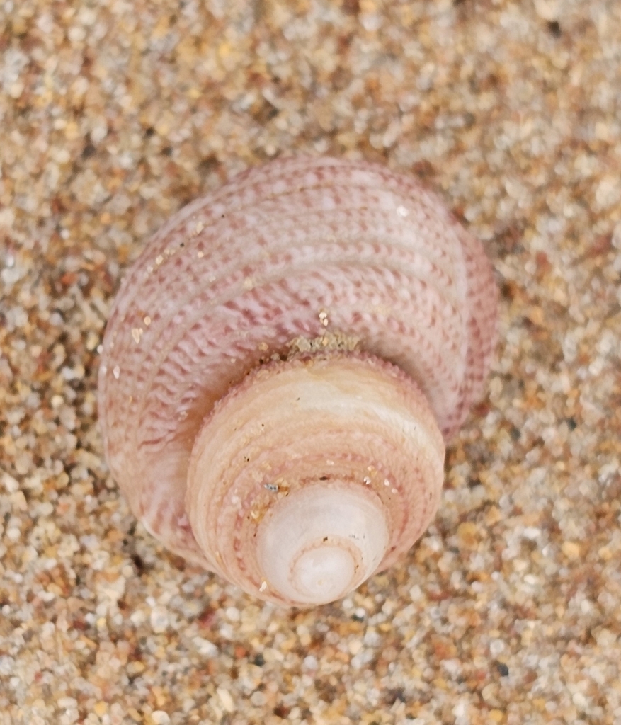 Euchelus atratus from Moore St After Simpson St, Port Hedland WA 6721, Australia on November 3 ...