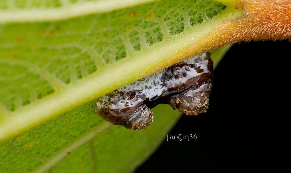 Phauda triadum from 中国江苏省南京市玄武区 on November 3, 2023 at 08:10 PM by ...