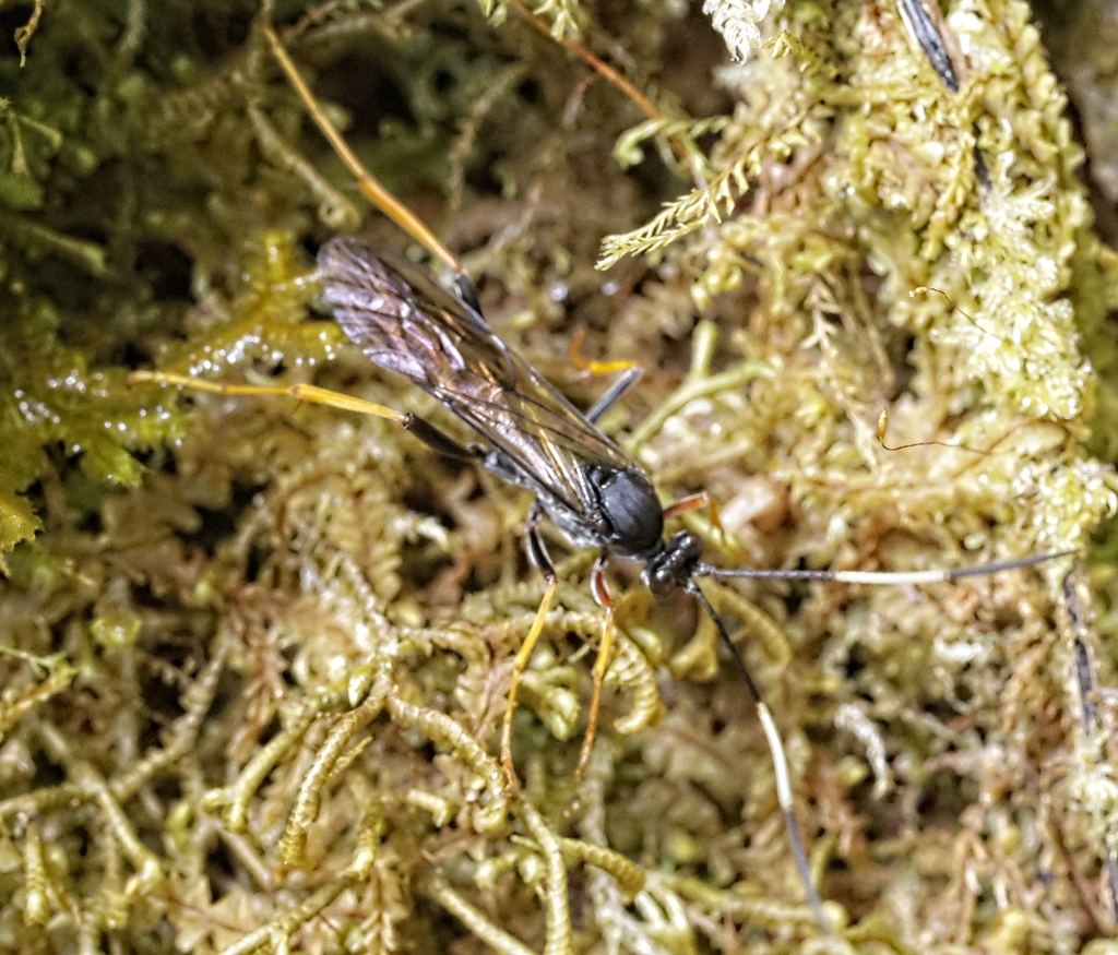 Ichneumonid Wasps from Paraiso Quezal, km 70, Ruta 2 Sur, San Gerardo ...