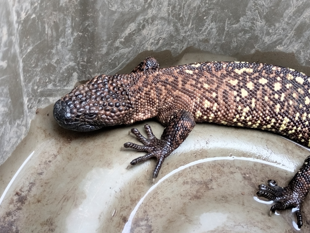 Beaded Lizard in November 2023 by SAMUEL FIGUEROA ACOSTA · iNaturalist