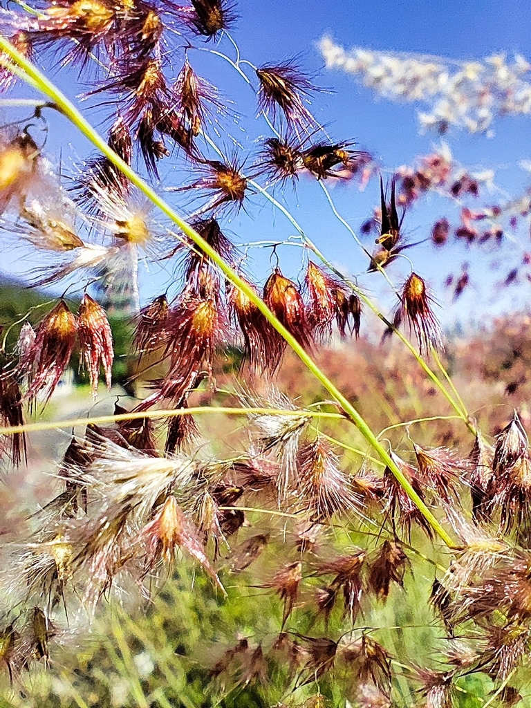 Natal grass from Taiwan on November 4, 2023 at 09:47 AM by Anthony Lee ...