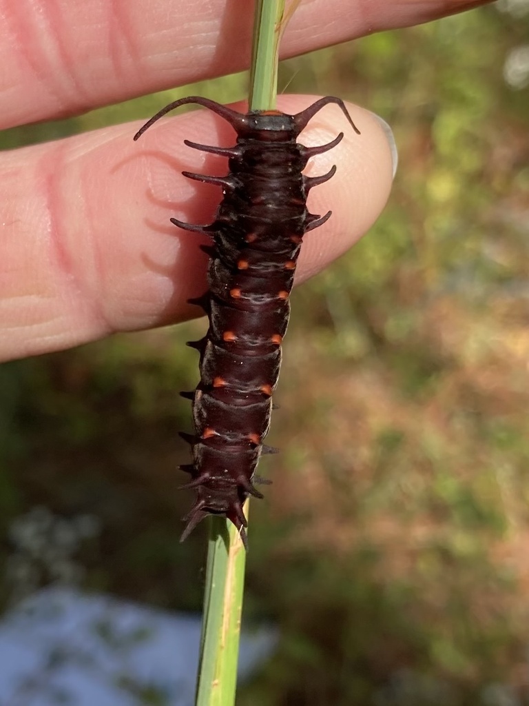 Pipevine Swallowtail from O'Leno State Park, High Springs, FL, US on ...