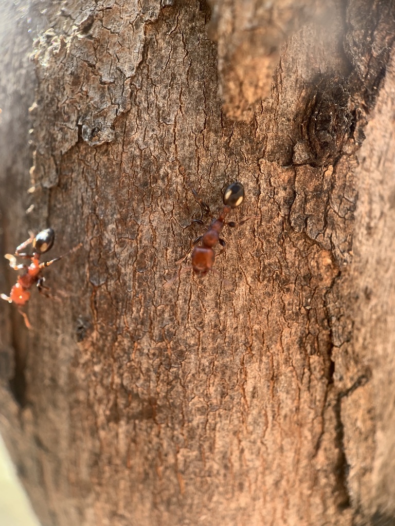 Muscular Ants from Greater Bendigo National Park, Whipstick, VIC, AU on ...