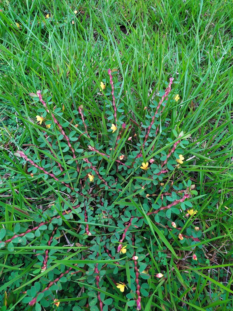 Red Caustic-creeper from 95383 Ver., México on November 2, 2023 at 11: ...