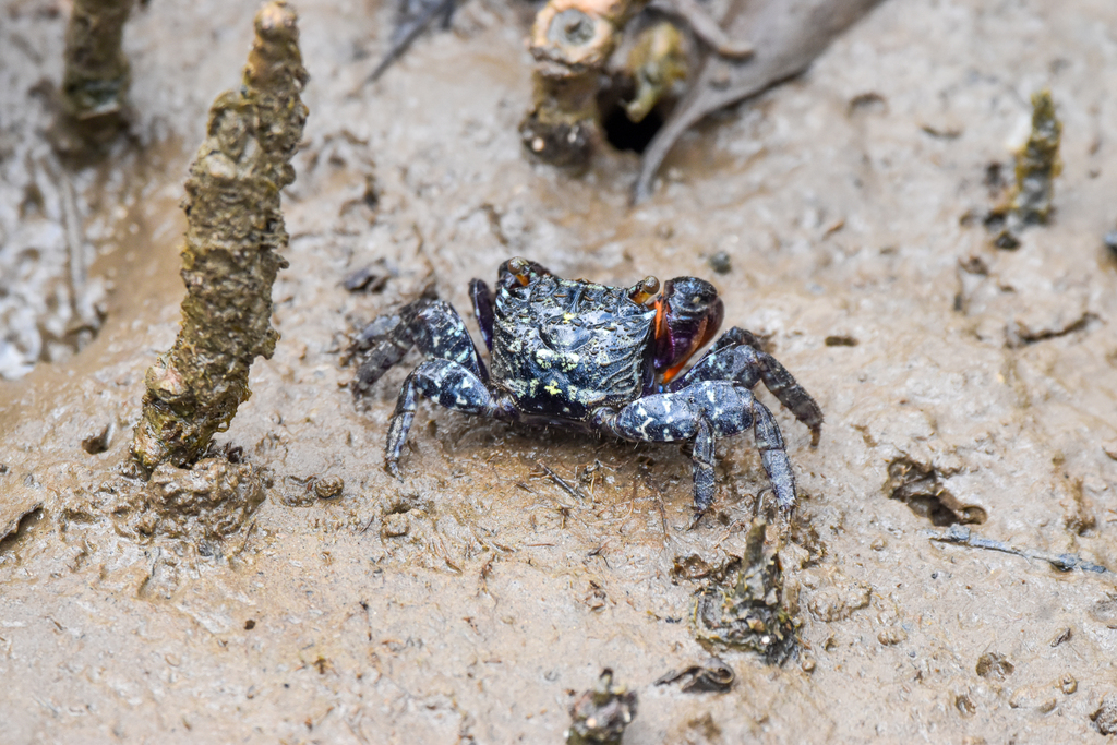 Parasesarma from Brisbane QLD, Australia on November 4, 2023 at 07:10 ...