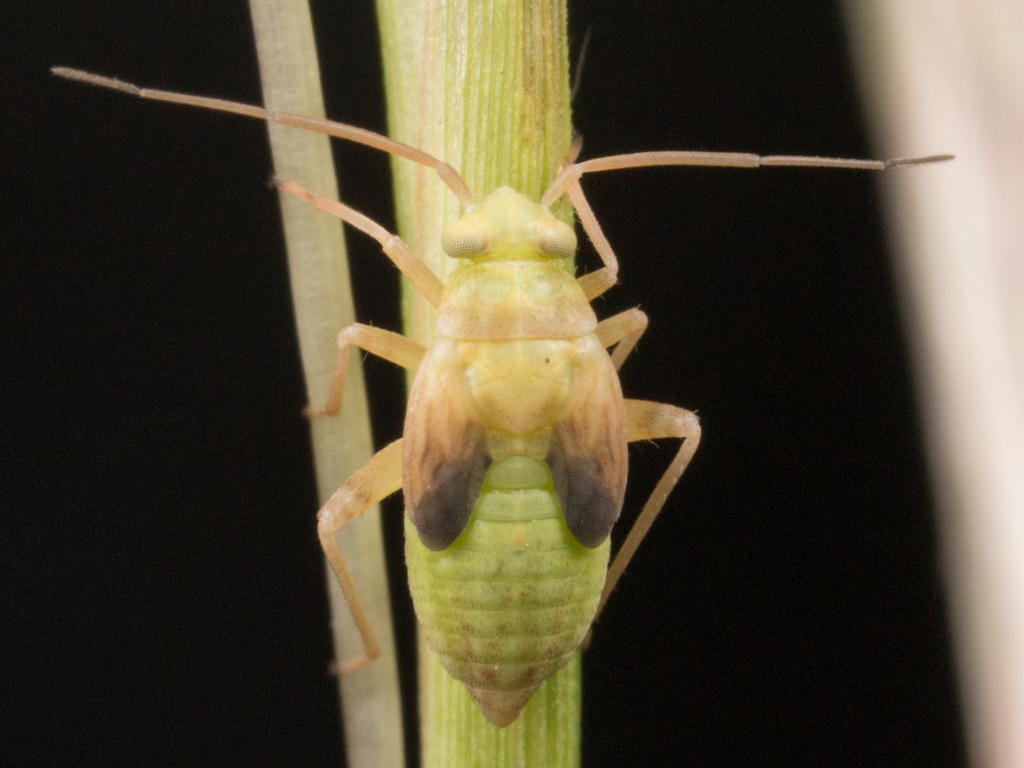 Broken-backed Bug in November 2020 by John Schneider. Nymph, swept from ...