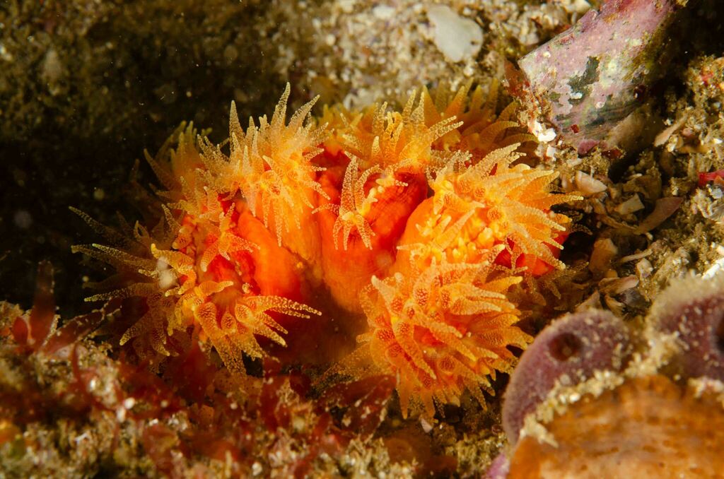 Tubastraea aurea from North West Solitary Island, New South Wales ...