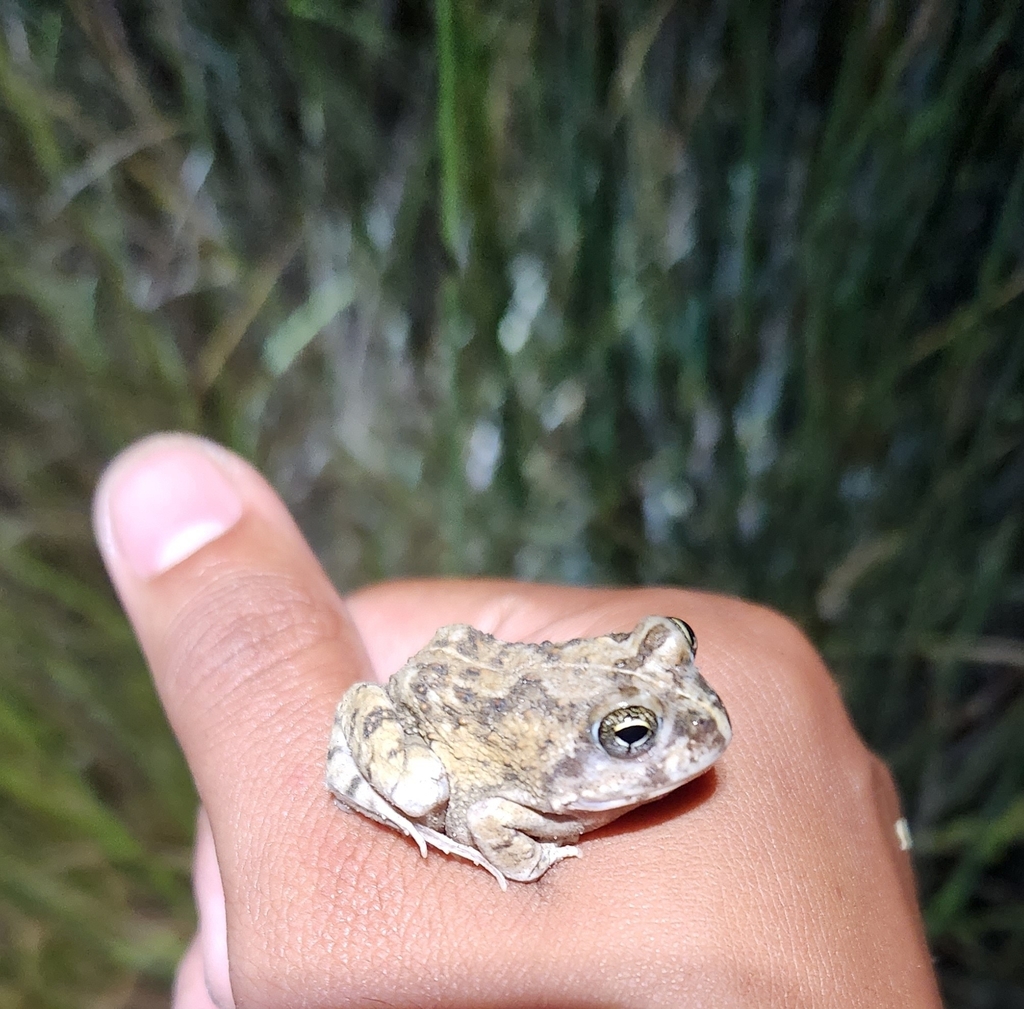 Cape sand frog from Milnerton, Cape Town, 7435, South Africa on ...
