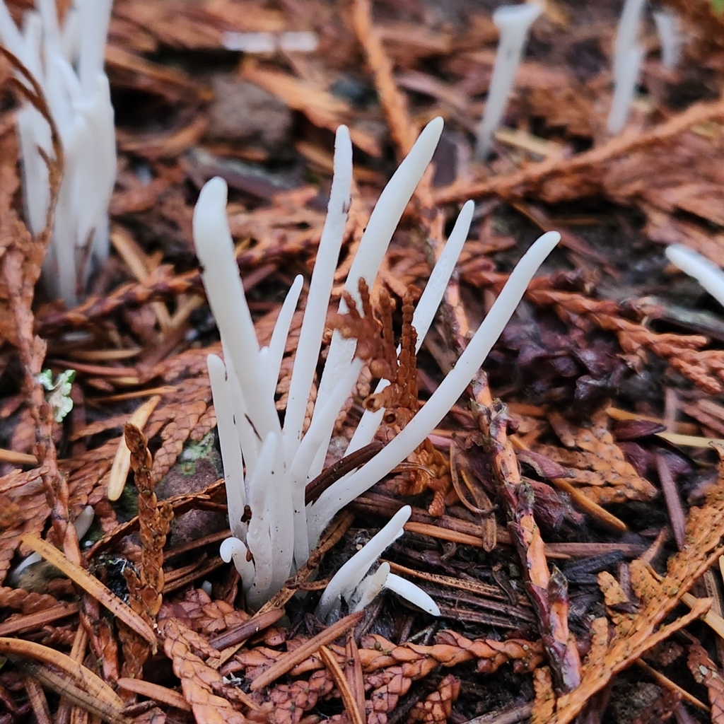 Fairy Fingers from Langley, WA 98260, USA on November 3, 2023 at 04:29 ...