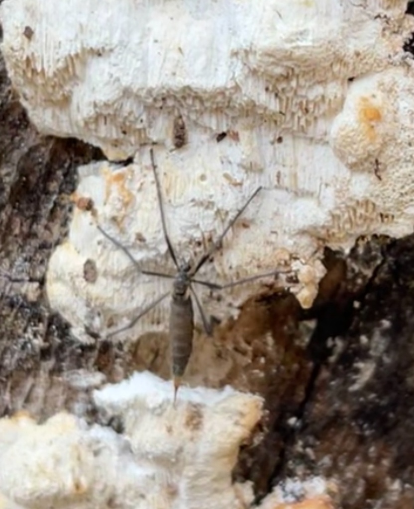 Snow Flies from 中部山岳国立公园, 松本市, 长野县, JP on November 4, 2023 at 01:36 PM ...