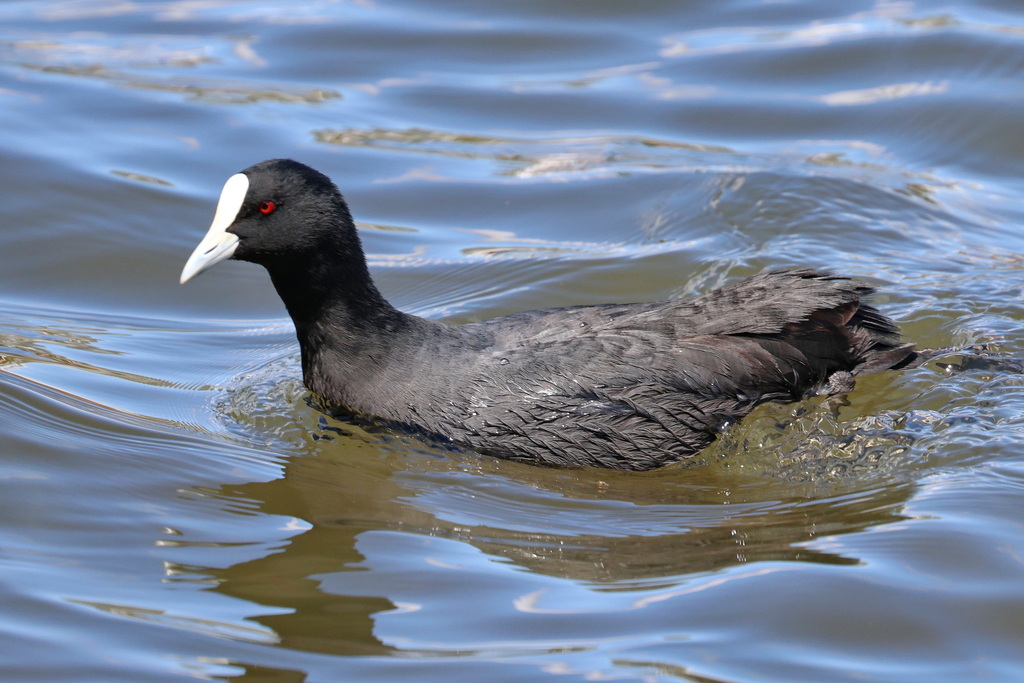 Australasian Coot from Hamilton Lake, Hamilton 3204, New Zealand on ...