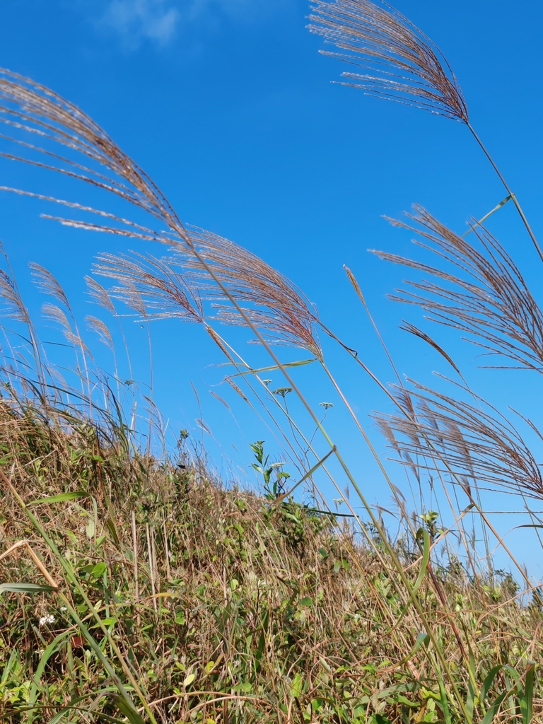 Pacific Island Silvergrass from 香港林村 on November 4, 2023 at 03:19 PM by ...