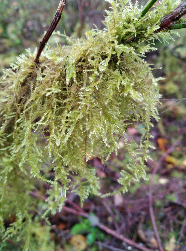 Common Feather-moss from Totley, Sheffield, UK on November 4, 2023 at ...