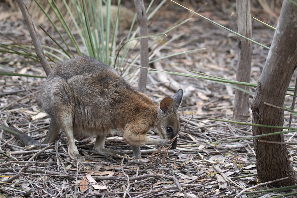 Tammar Wallaby (Notamacropus eugenii) - Know Your Mammals
