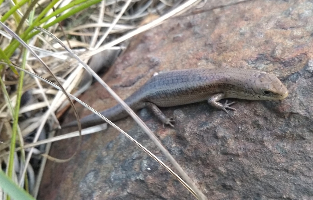 Southern Rainbow-skink from Glenroy NSW 2640, Australia on November 3 ...