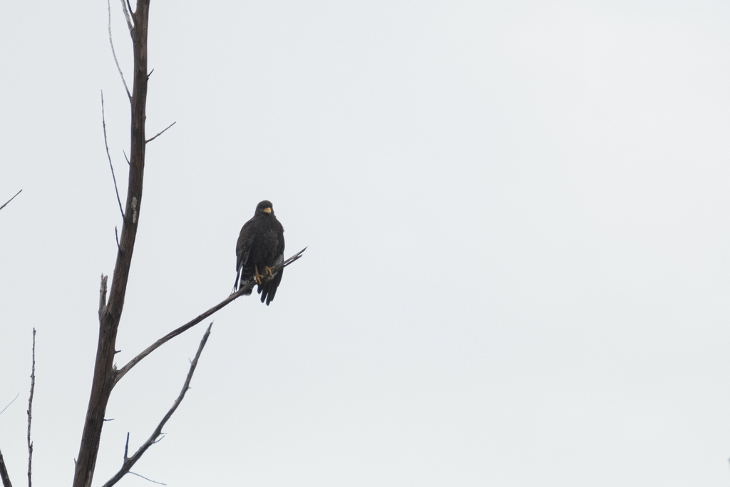 Cuban Black Hawk in October 2023 by ClintEastwood · iNaturalist