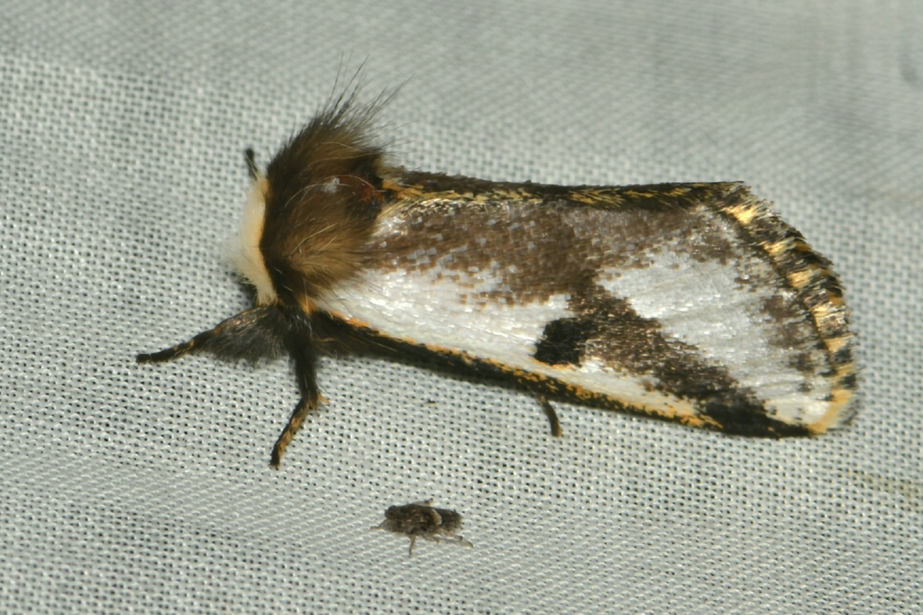 Black Spot Moth from Woods Bushland Reserve, Tuerong VIC 3915 ...