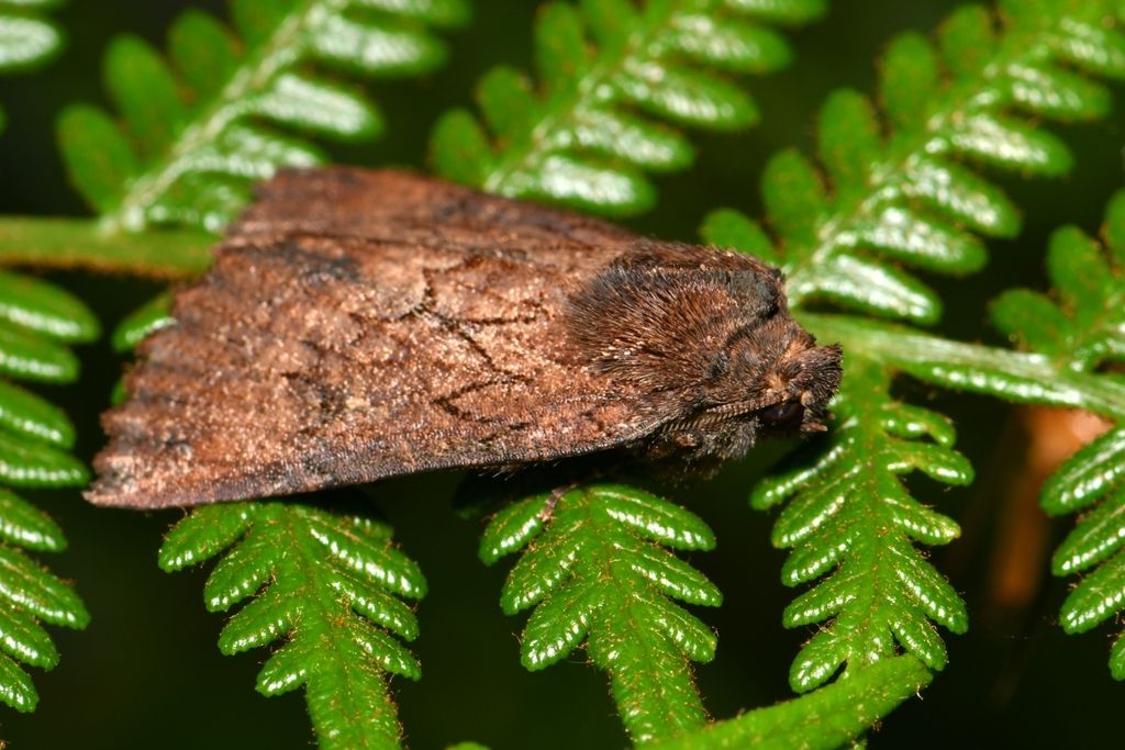 serrated crest-moth from Woods Bushland Reserve, Tuerong VIC 3915 ...