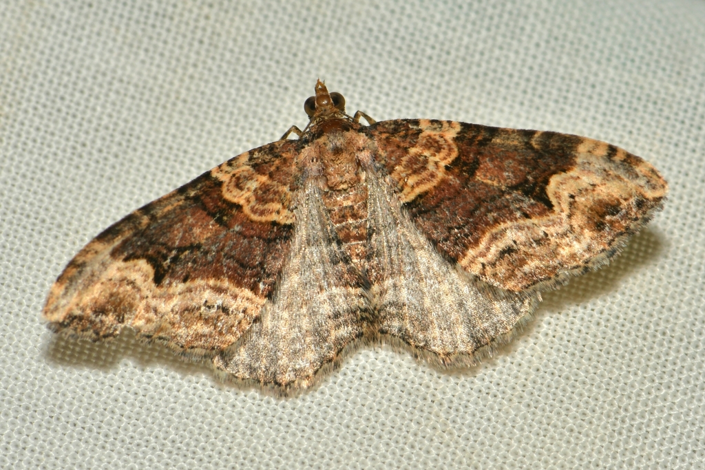 Subidaria Moth from Woods Bushland Reserve, Tuerong VIC 3915, Australia ...