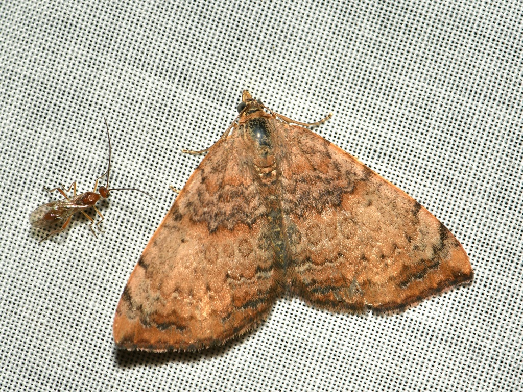 Mecynata Moth from Woods Bushland Reserve, Tuerong VIC 3915, Australia ...